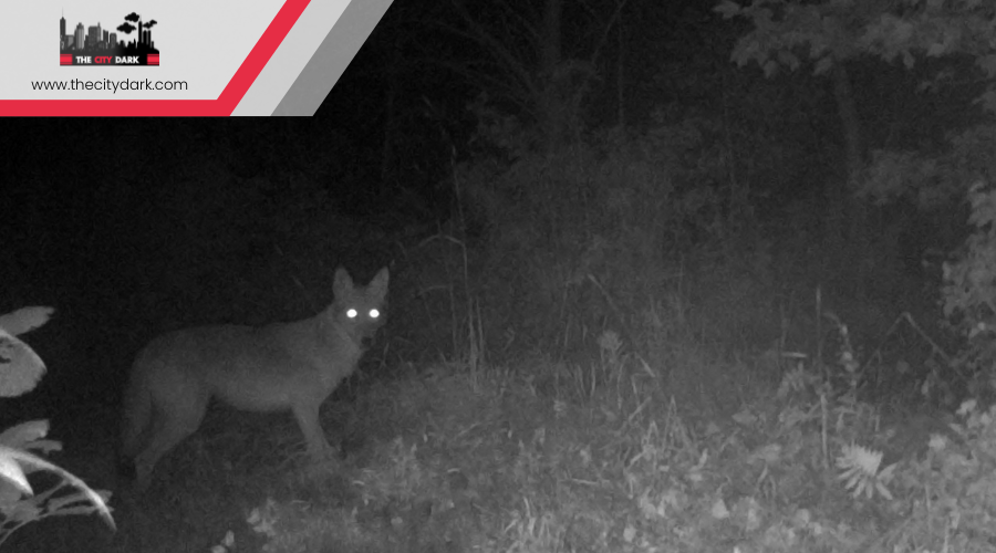 Animal Kingdom Night Vision: Insights into Nature's Mastery of the Dark ...